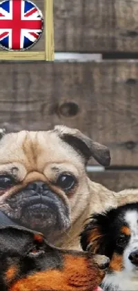 Dog Dog Breed Light Live Wallpaper