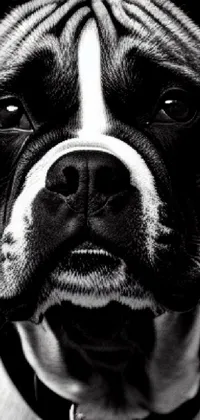Black and White Pitbull Live Wallpaper - free download