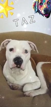 Carnivore Dog Snout Live Wallpaper - free download