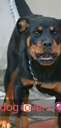 Dog Dog Breed Carnivore Live Wallpaper - free download