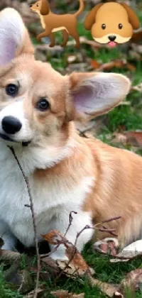 cute dog Live Wallpaper - free download