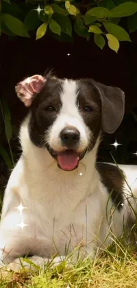 Dog Green Plant Live Wallpaper