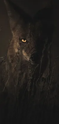 Felidae Human Body Carnivore Live Wallpaper - free download