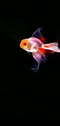 Fin Underwater Liquid Live Wallpaper