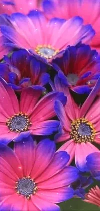 Photograph Blue Purple Live Wallpaper - free download