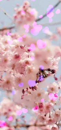 Cherry Live Wallpaper - free download