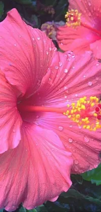 Flower Plant Petal Live Wallpaper