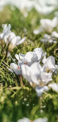 fjff Live Wallpaper - free download