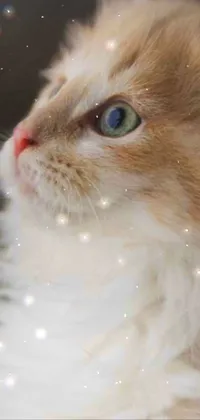 Hair Head Cat Live Wallpaper - free download