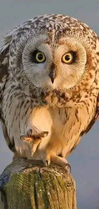 Head Bird Eye Live Wallpaper - free download