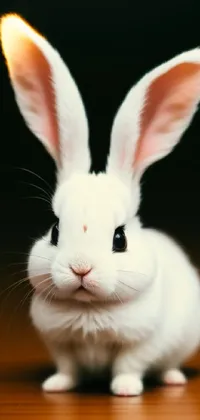 Rabbit Ear Human Body Live Wallpaper