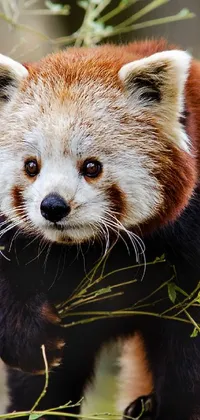 Red Panda Head Eye Live Wallpaper - free download