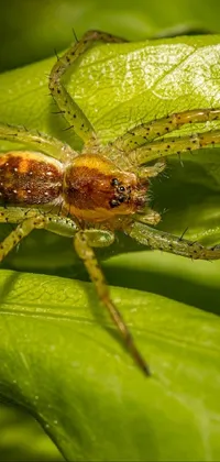 Insect Arthropod Organism Live Wallpaper - free download