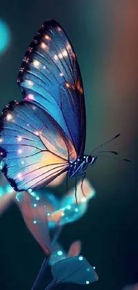Insect Pollinator Arthropod Live Wallpaper - free download