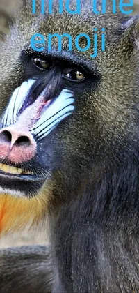 Mandrill Primate Drill Live Wallpaper - free download