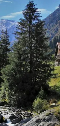 Nature Outdoor Tree Live Wallpaper - free download