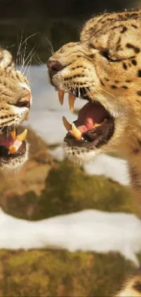 Animal Fight Wallpaper