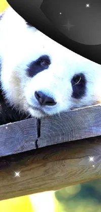 panda Live Wallpaper