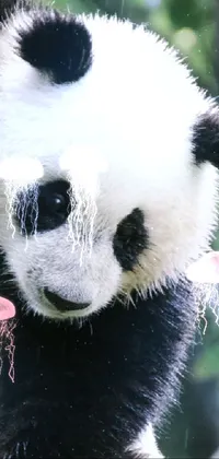 Whimsical Panda Live Wallpaper