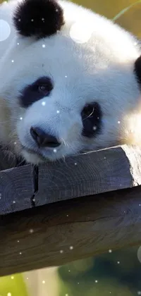 panda Live Wallpaper - free download