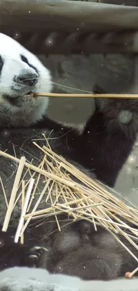 panda Live Wallpaper - free download