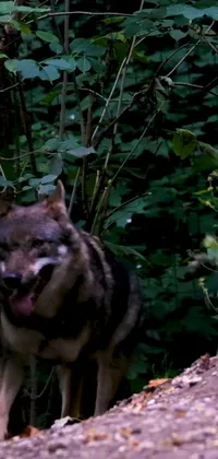 Forest Wolf Lunge Live Wallpaper - free download