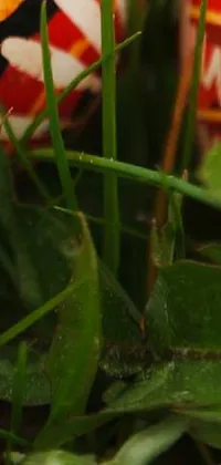 Plant Terrestrial Plant Leaf Vegetable Live Wallpaper