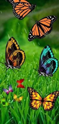 Pollinator Butterfly Insect Live Wallpaper - free download