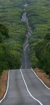 Plant Natural Environment Road Surface Live Wallpaper