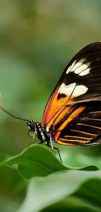 Invertebrate Butterfly Insect Live Wallpaper