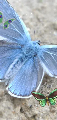 Pollinator Butterfly Insect Live Wallpaper