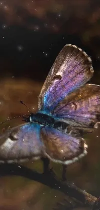 Insect Pollinator Arthropod Live Wallpaper