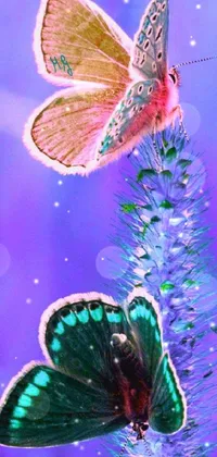 Pollinator Insect Plant Live Wallpaper - free download