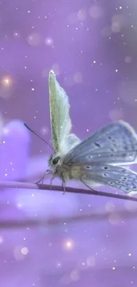 Pollinator Butterfly Insect Live Wallpaper