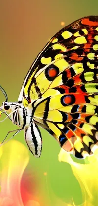 hot fly Live Wallpaper