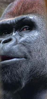 Primate Eye Organism Live Wallpaper - free download