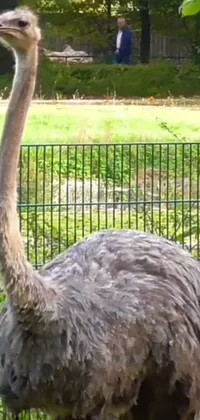 Ratite Bird Ecoregion Live Wallpaper - free download