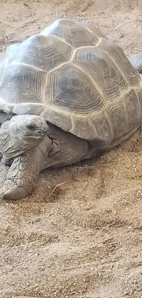 Reptile Gopher Tortoise Terrestrial Animal Live Wallpaper