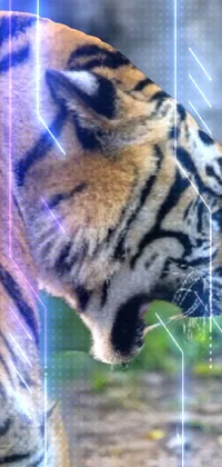 Powerful Tiger Live Wallpaper: Capture Majestic, Dabbing Motion - free ...