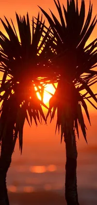 palm trees Live Wallpaper