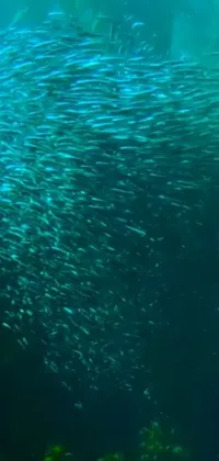 Water Liquid Underwater Live Wallpaper - free download