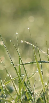 Grass Dew Drop Live Wallpaper