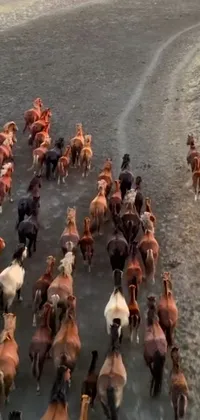 Working Animal Crowd Fun Live Wallpaper - free download