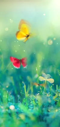 Pollinator Insect Butterfly Live Wallpaper