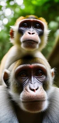 Mama Monkey with Baby Live Wallpaper - free download