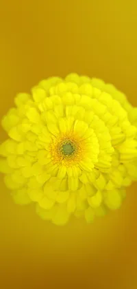 Yellow Daisu Live Wallpaper